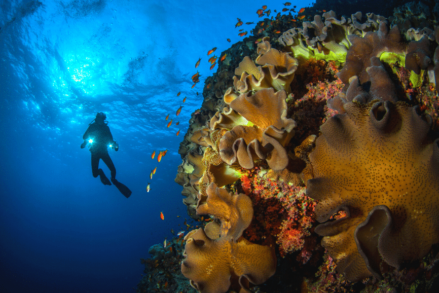 The Mesoamerican Barrier Reef | Island Life Mexico