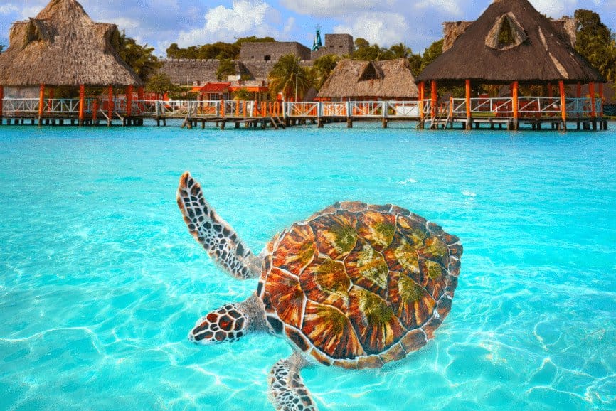 About Us | Island Life Mexico