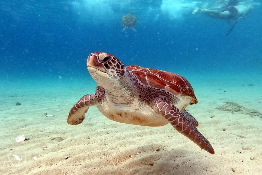Akumal Visitors Guide for March 2023 | Things To Do, Maps & More.