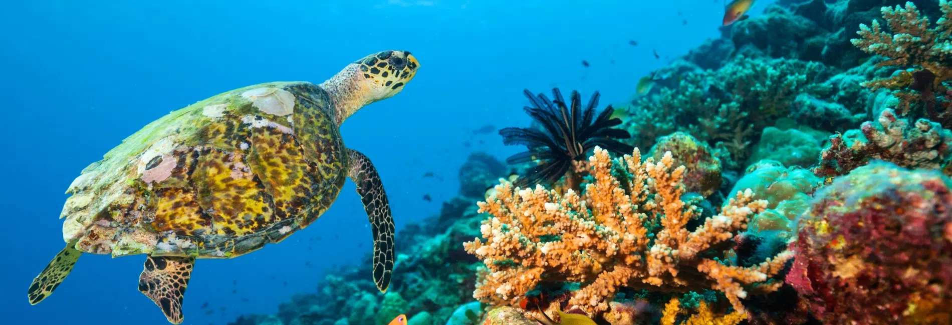 Cancun Snorkeling & Diving Guide | November 2025